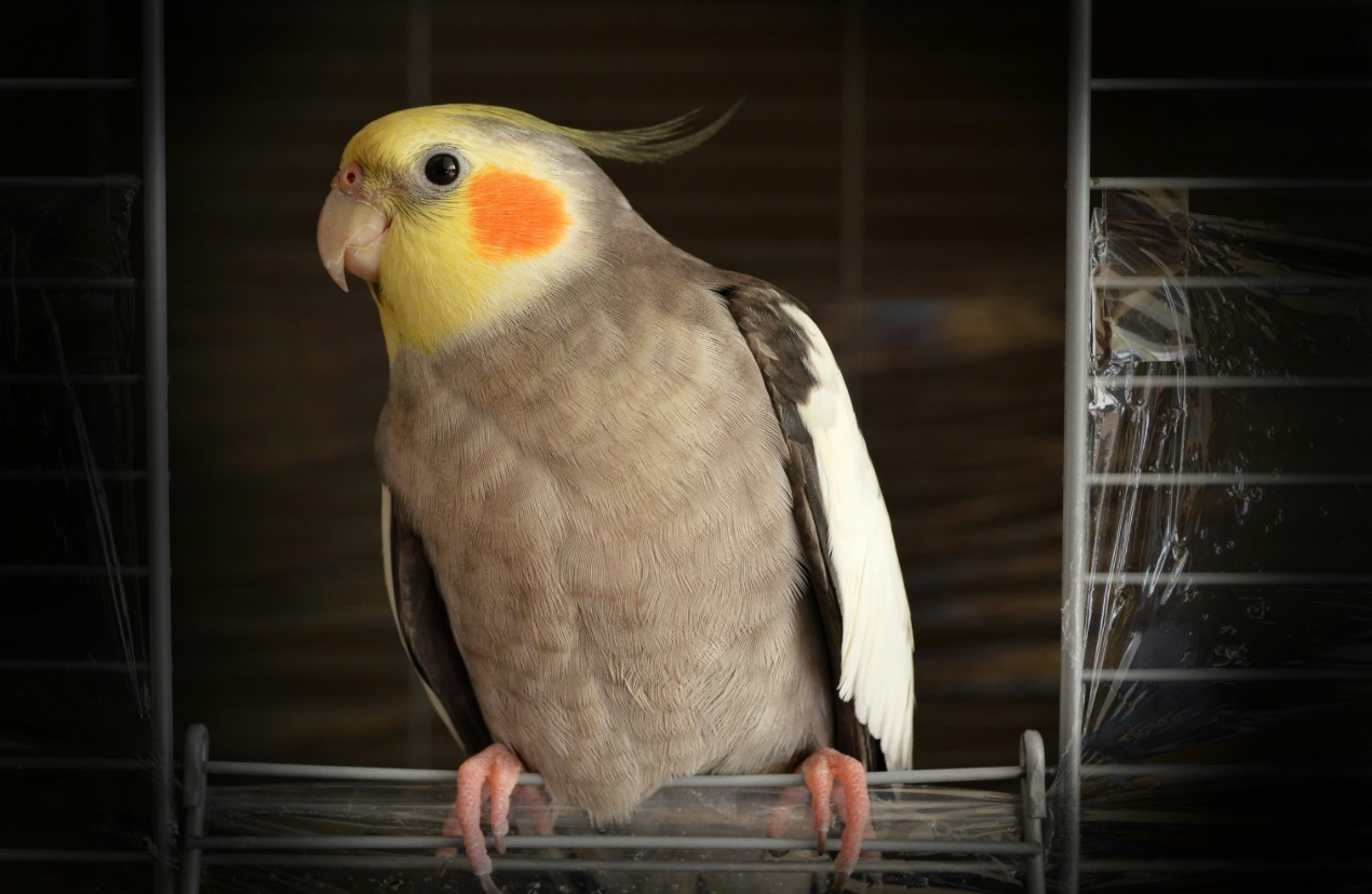 Bird Sitting Services | Trusted Bird Sitters Worldwide