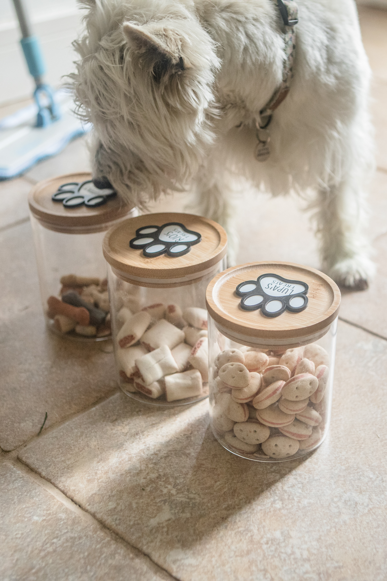 What Is House Sitting? | How HouseSitMatch Works